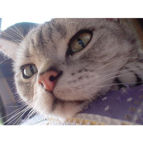 ヨドバシ.com - ボンド防水スプレー ハイパワー 420ml 05452のコミュニティ最新情報