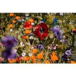 ヨドバシ.com - メイヤーオプティックゴルリッツ Meyer Optik ヨドバシ.com - メイヤーオプティックゴルリッツ Meyer Optik